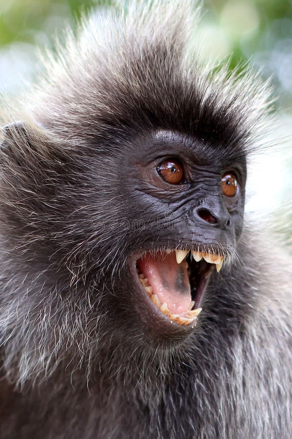 Angry monkey stock image. Image of macaca, asia, long - 19801189