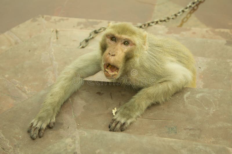 Angry monkey stock image. Image of brown, primate, fierce - 26061519