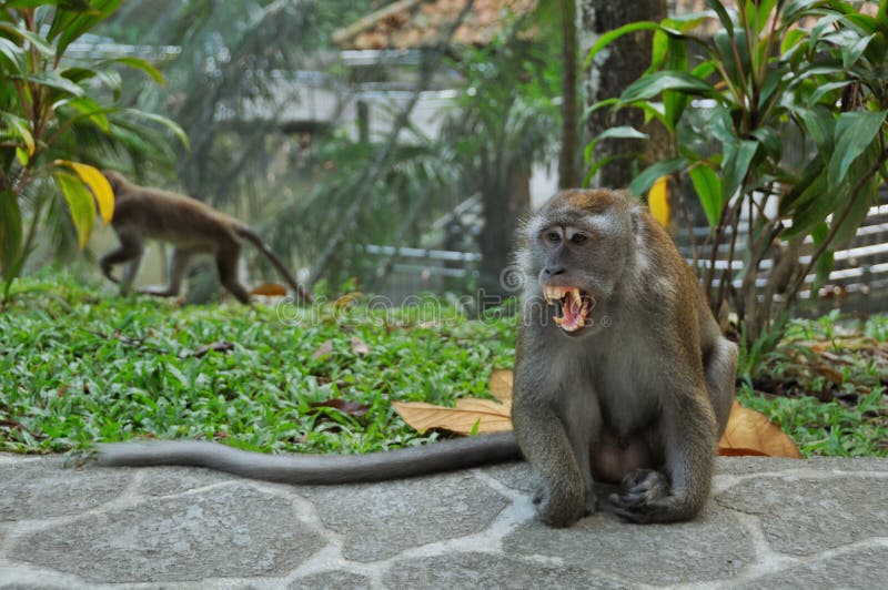 Angry Monkey stock photo. Image of africa, rage, defence - 7989276