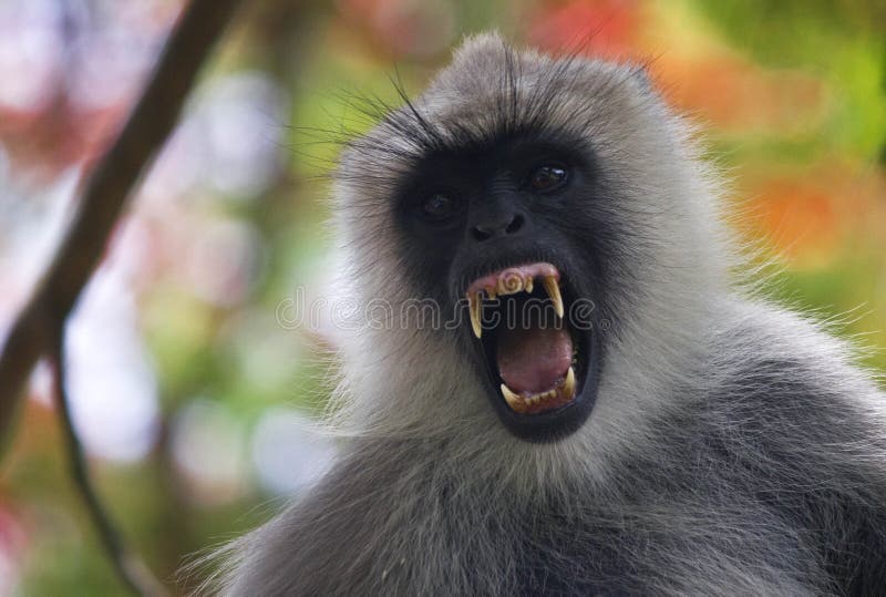 Angry Langur Monkey Photos - Free & Royalty-Free Stock Photos from ...