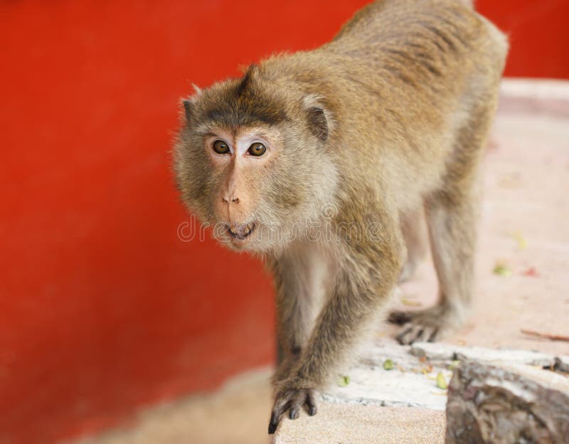Angry monkey stock photo. Image of monkeys, mammal, jungle - 50832828