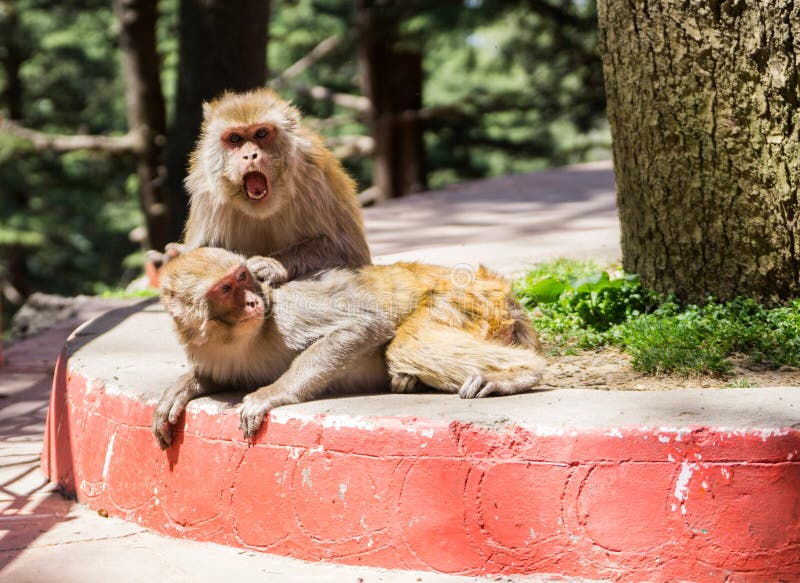 Angry monkey stock image. Image of attack, india, monkey - 80546391