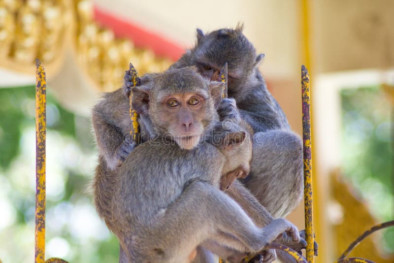 Angry monkey stock image. Image of tropical, forest, monkey - 56216005