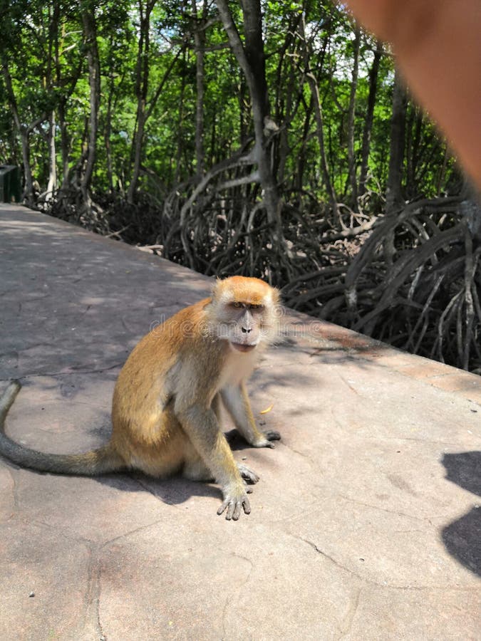 An angry monkey stock photo. Image of monkeys, monkey - 149935478