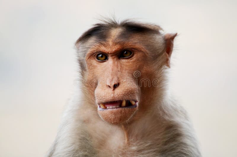 Angry monkey stock image. Image of macaca, asia, long - 19801189