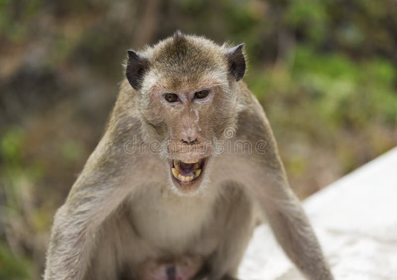 2,023 Angry Monkey Stock Photos - Free & Royalty-Free Stock Photos from ...