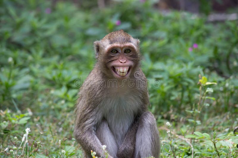 Angry monkeys stock photo. Image of thailand, monkey - 59618160