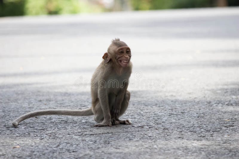 Angry monkeys stock photo. Image of thailand, monkey - 59618160
