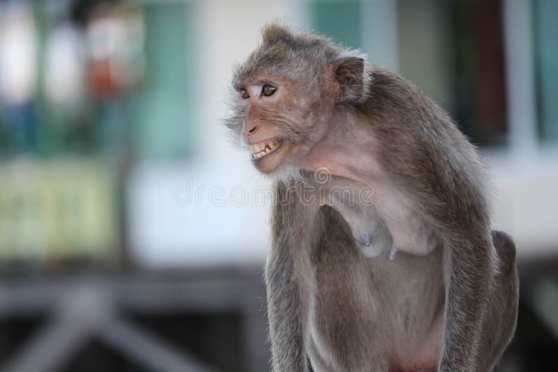 Angry monkeys stock image. Image of monkey, crab, real - 60405849