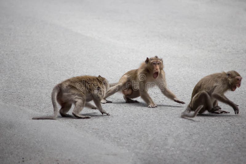 Angry monkeys stock image. Image of monkey, forest, natural - 60410515