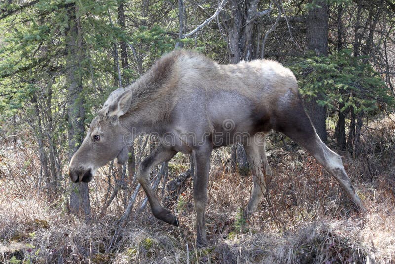 Angry Moose stock image. Image of anger, flee, angry - 14554269