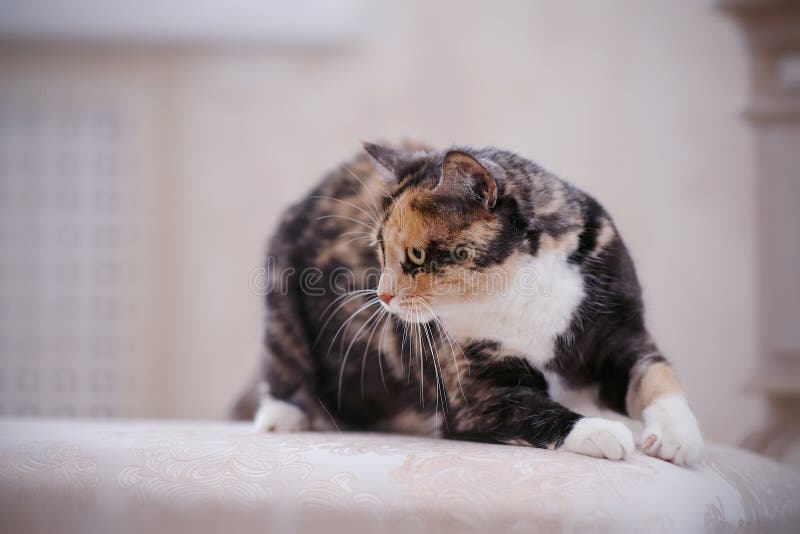 Angry multi-colored cat. stock photo. Image of animal - 70574934