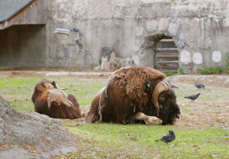 Angry Musk Ox with Big Horns Stock Photo - Image of horned, forest ...