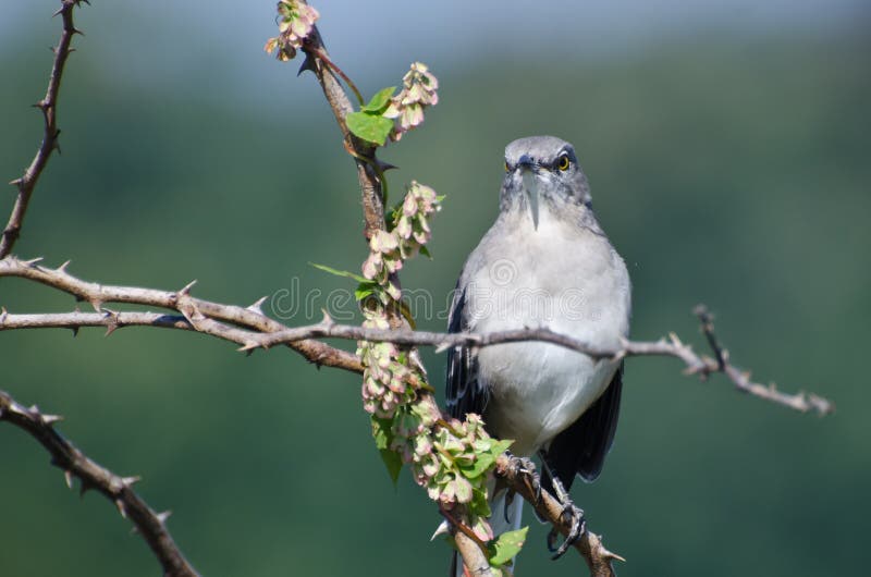 Northern Mockingbird Perched in a Tree Stock Photo - Image of america ...