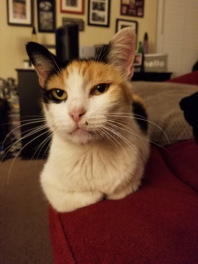 Angry old cat stock image. Image of annoyed, animal - 126380907