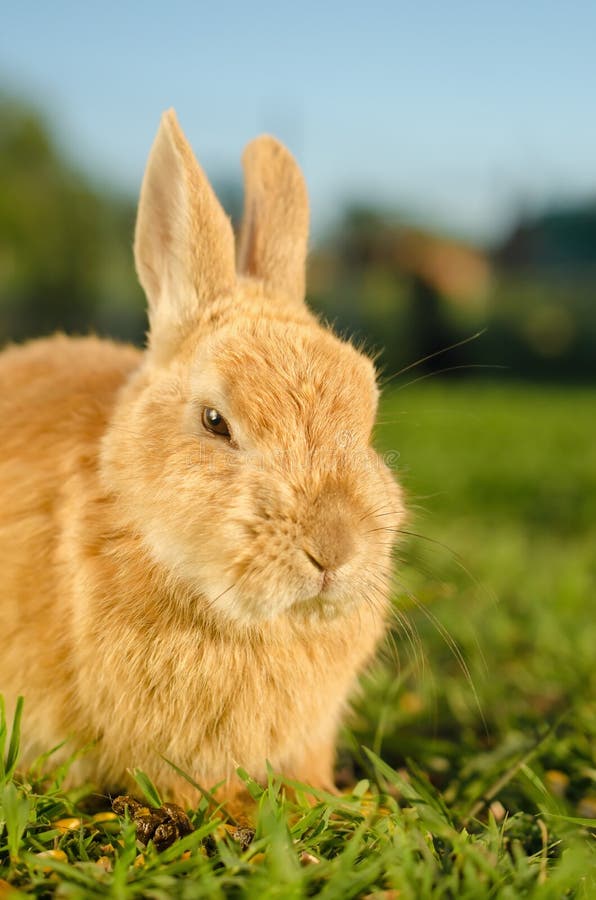 Orange rabbit stock image. Image of fuzzy, elegant, bunny - 34382847