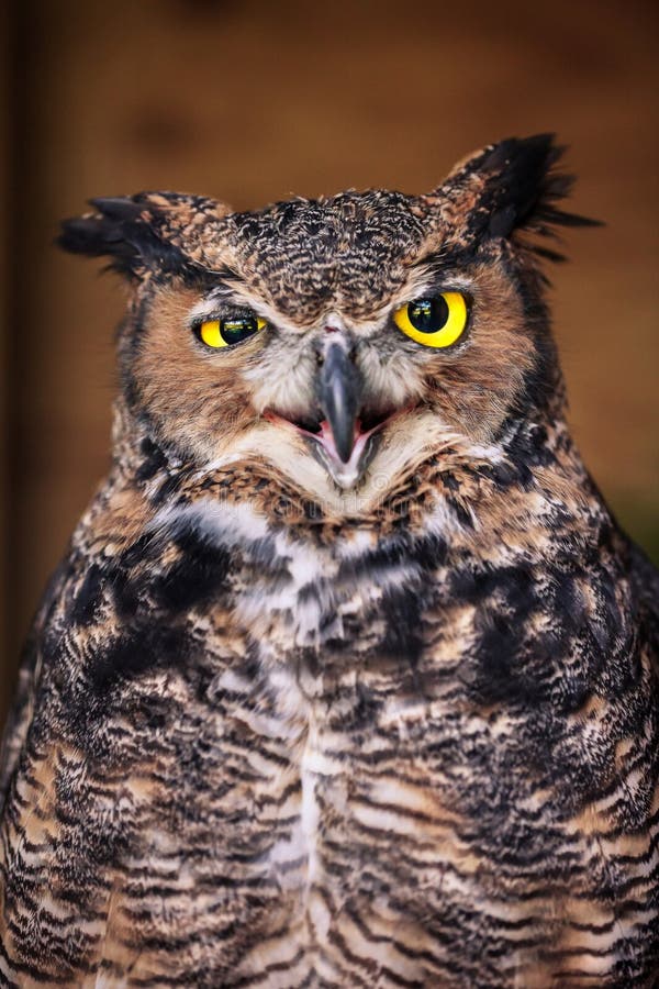 Angry owl close up stock image. Image of crazy, bokeh - 110984161