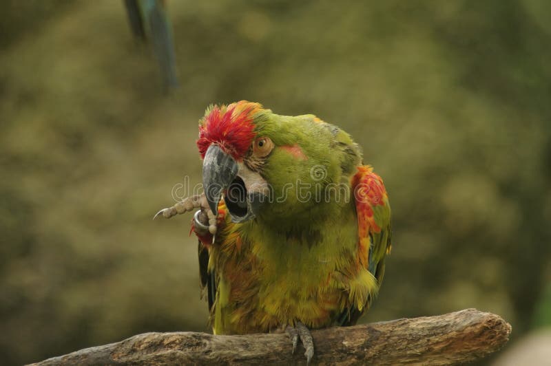 Angry Parrot stock image. Image of parrot, perch, shouting - 16558939