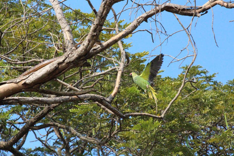 Angry parrot stock image. Image of attacks, birds, woods - 49505133