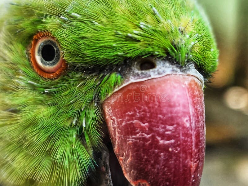315 Angry Parrot Stock Photos - Free & Royalty-Free Stock Photos from ...