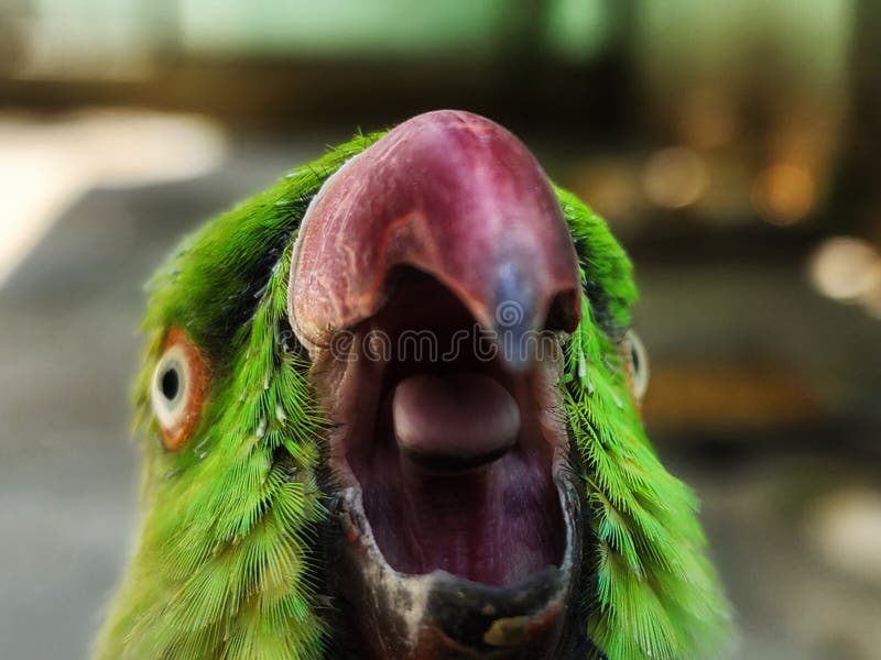 Angry parrot ready to bite stock photo. Image of bird - 324198802