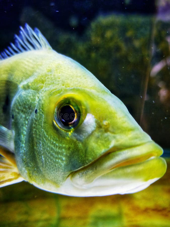 Angry Bass Fish Stock Photos - Free & Royalty-Free Stock Photos from ...