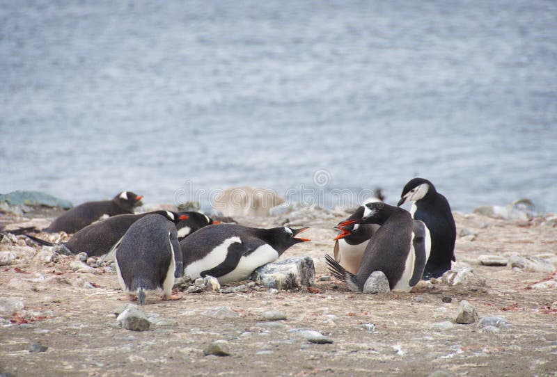 Angry penguins stock image. Image of land, animal, birds - 26730795