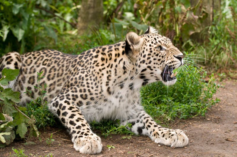Angry Persian Leopard stock photo. Image of snarling - 12056394