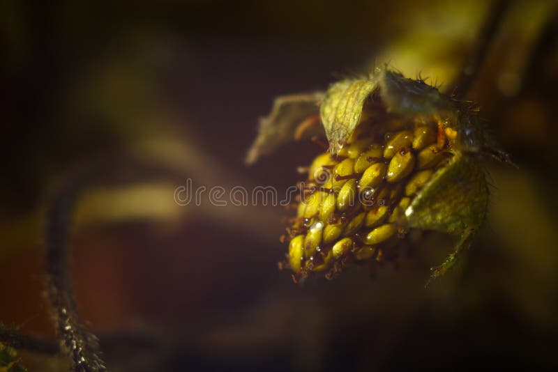 Angry plant stock photo. Image of green, darkfone, macro - 128688602