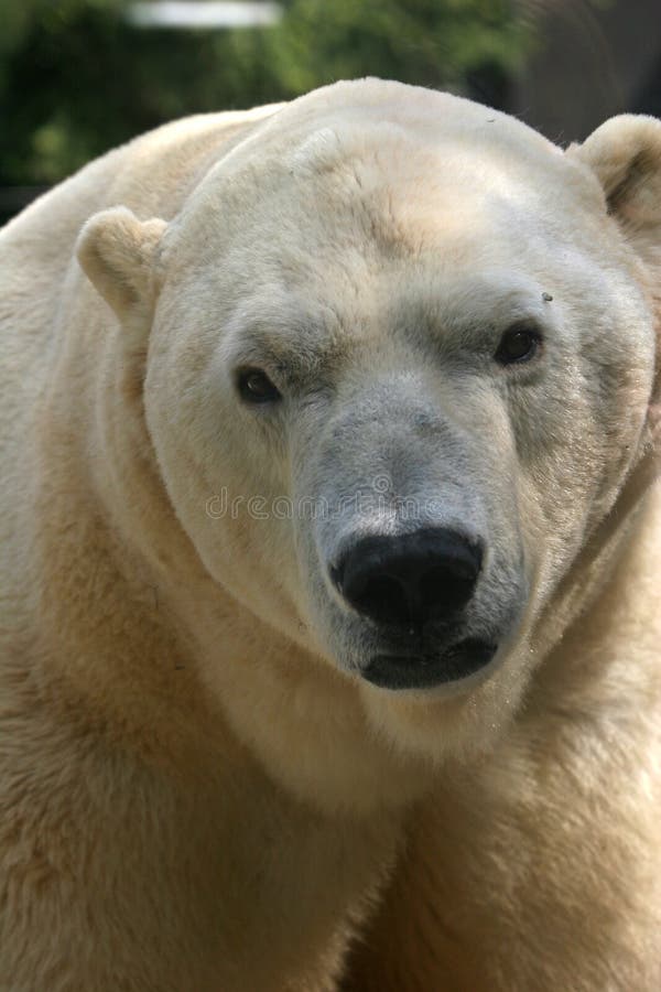 Angry polar bear stock image. Image of polar, snow, angry - 2297859