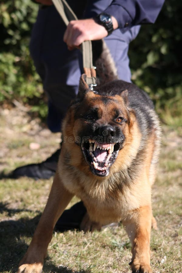 Angry Police Dog stock image. Image of companion, german - 6396941
