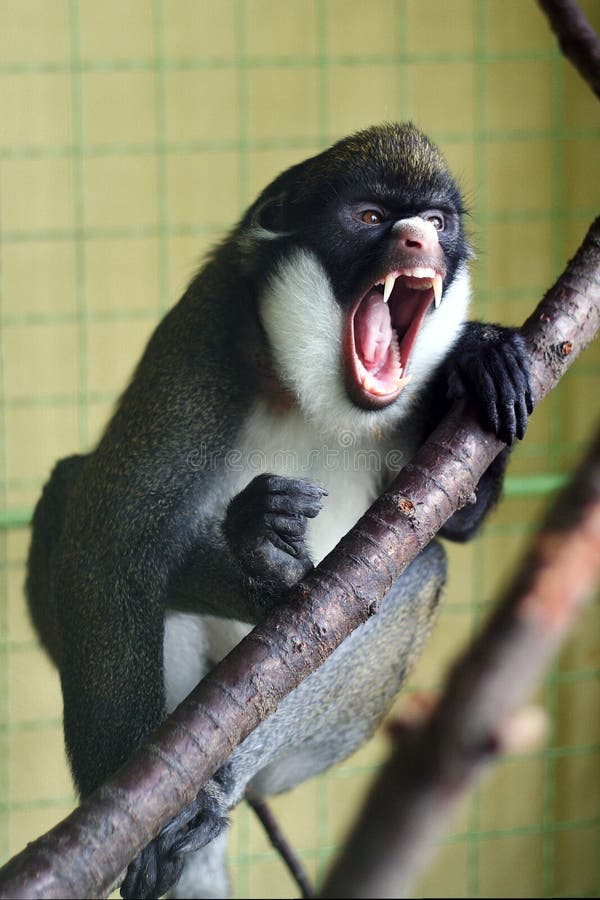 2+ Stressed monkey Free Stock Photos - StockFreeImages