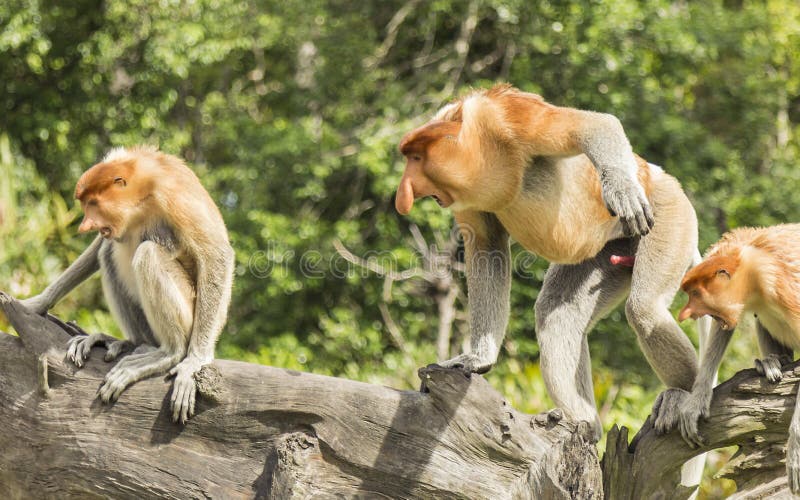 Proboscis monkeys stock image. Image of borneo, rare - 24092237