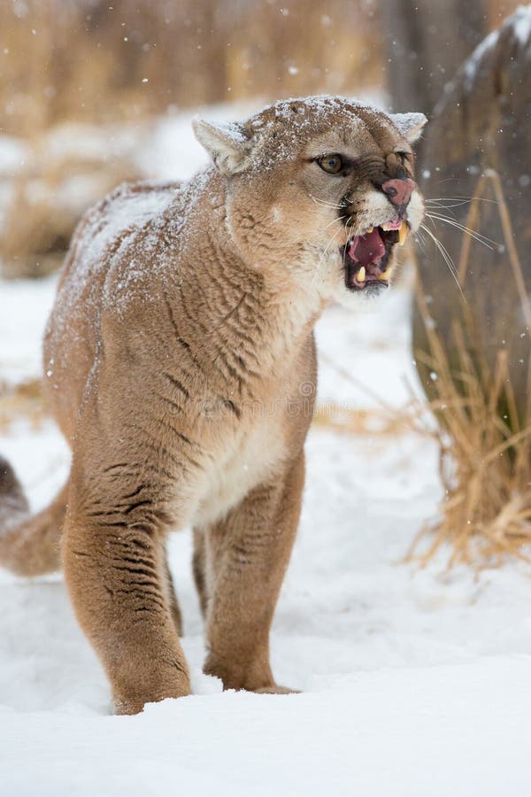 120 Mountain Lion Jumping Stock Photos - Free & Royalty-Free Stock ...