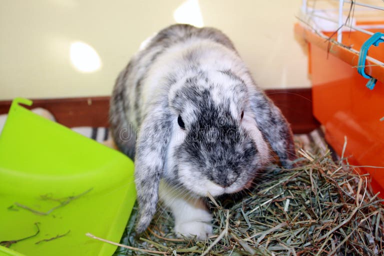 Angry Rabbit stock photo. Image of fluffy, rabbits, happy - 30932508