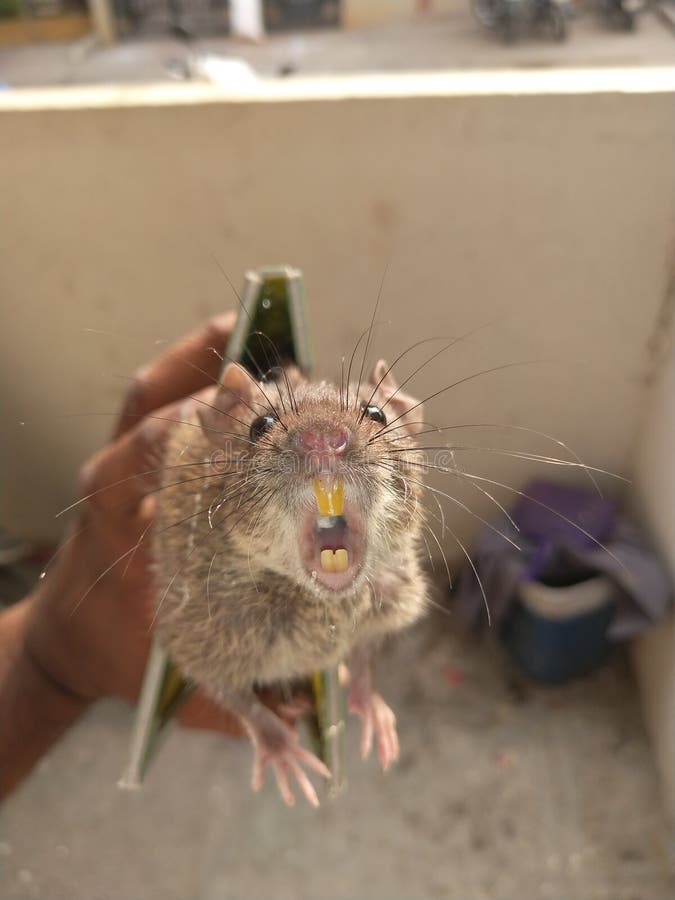 335 Angry Rat Stock Photos - Free & Royalty-Free Stock Photos from ...