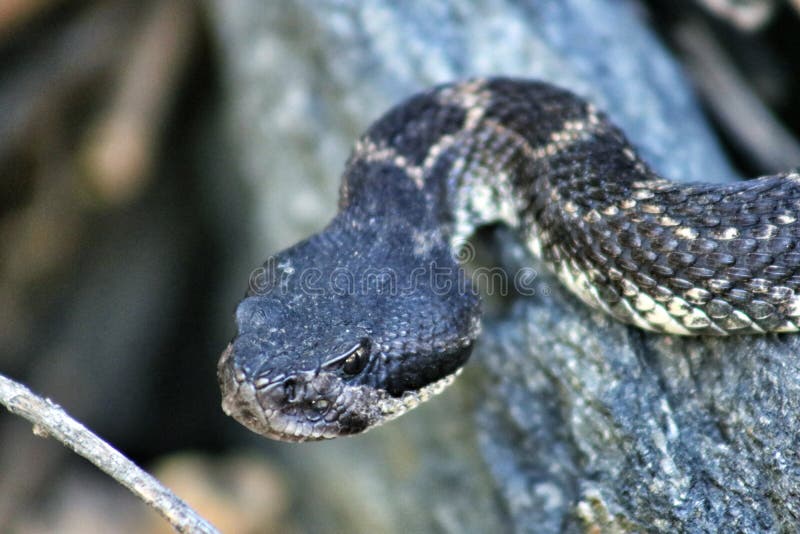 Angry Rattlesnake Stock Photos - Free & Royalty-Free Stock Photos from ...