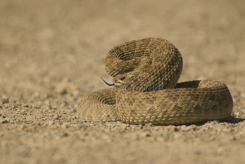 Angry Picture. Image: 5713039