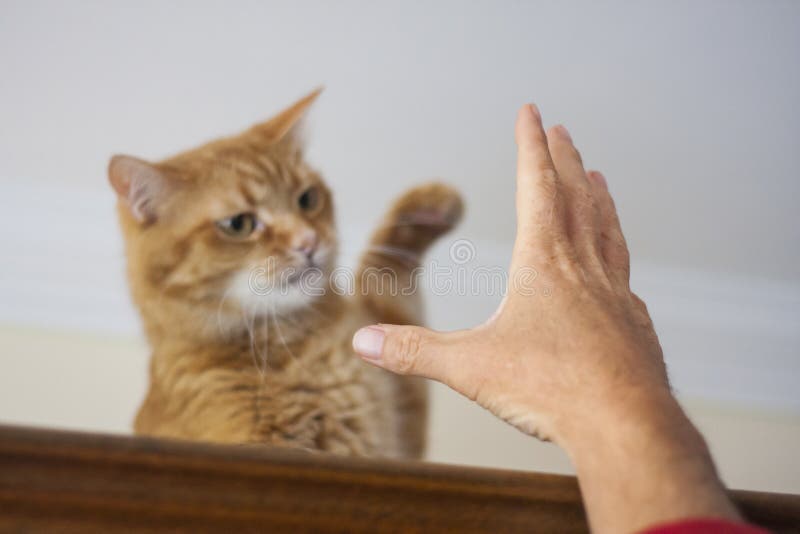 Angry Red Cat Fighting Against a Human`s Hand Stock Image - Image of ...