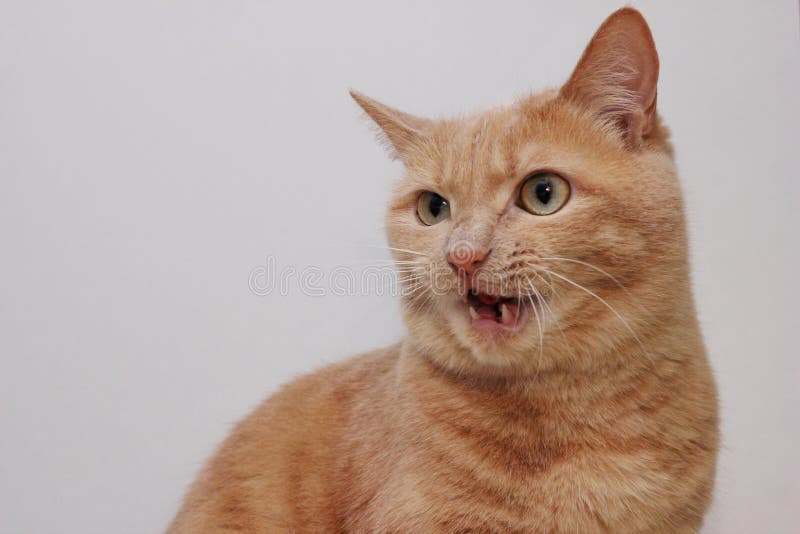 Angry Cats are Isolated on a White Background. Cat`s Teeth. Cat`s Grin ...
