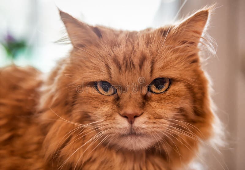 639 Angry Persian Cat Photos - Free & Royalty-Free Stock Photos from ...