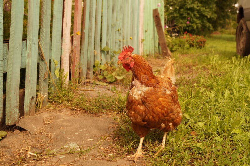 Angry Red Chicken in the Yard Stock Photo - Image of walks, fence: 57541688