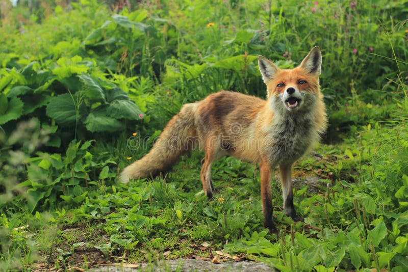 27,781 Red Fox Photos - Free & Royalty-Free Stock Photos from Dreamstime