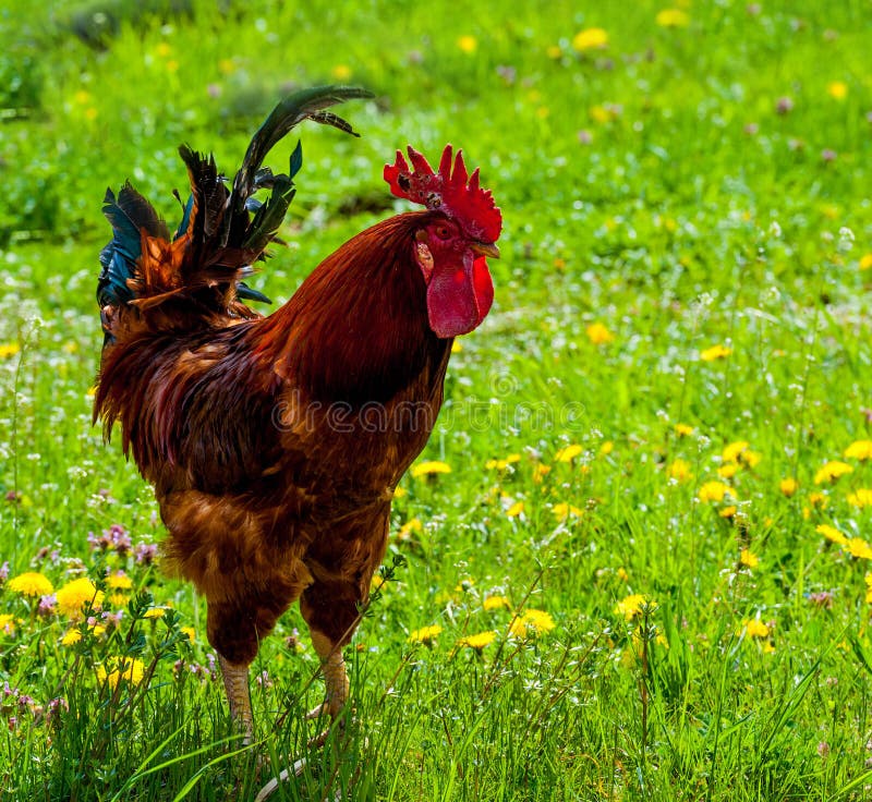 619 Angry Rooster Stock Photos - Free & Royalty-Free Stock Photos from ...