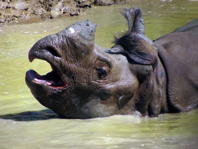 Angry Rhino stock photo. Image of rhino, animal, indian - 9560854