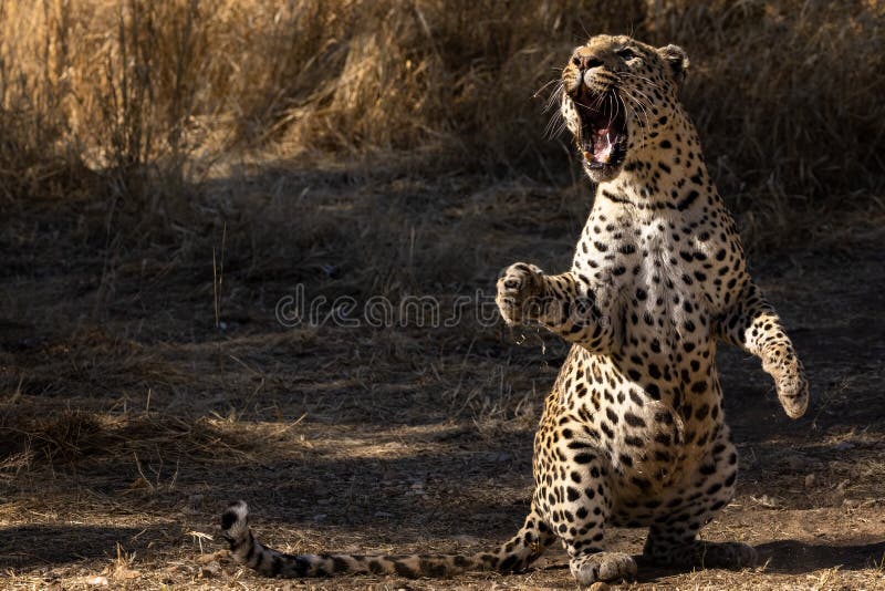 Angry Roaring Leopard on Its Feet Stock Photo - Image of jump, feet ...