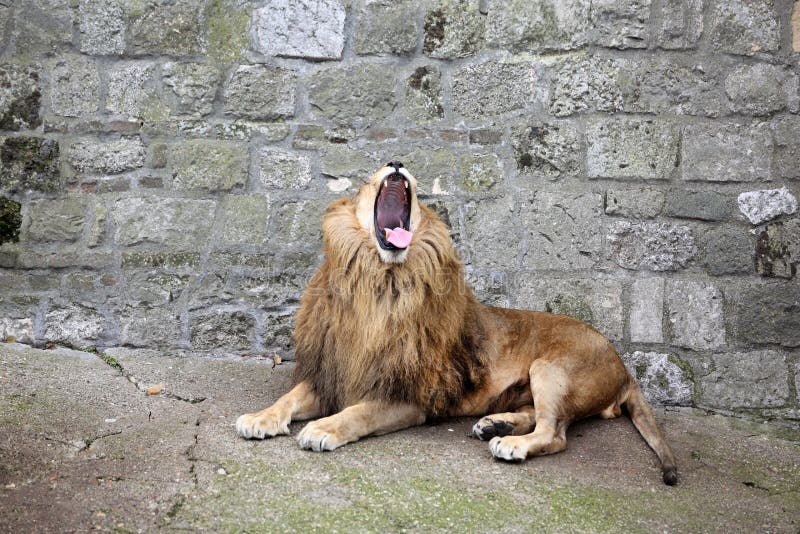 Lion Huge Fang Skype Stock Photos - Free & Royalty-Free Stock Photos ...