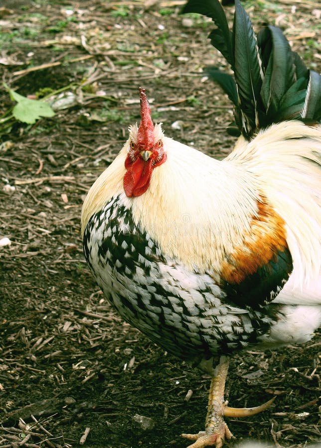 Angry Rooster stock photo. Image of animal, fowl, angry - 31144282