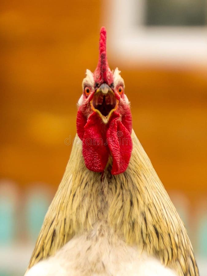 Angry Rooster Look and Open Mouth. the Bird Screams and Looks Close-up ... Angry Rooster Look and Open Mouth. the Bird Screams and Looks Close-up ...