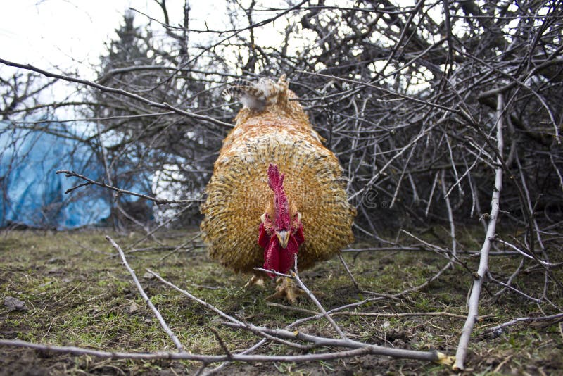 Angry rooster stock image. Image of branches, concentrate - 55193213